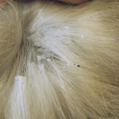 skin disease – All Creatures Veterinary Surgery